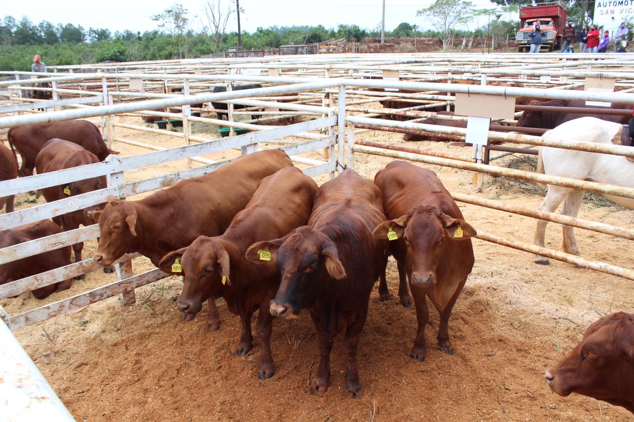Primer remate de reproductores que se hace en Misiones - Plan B Misiones